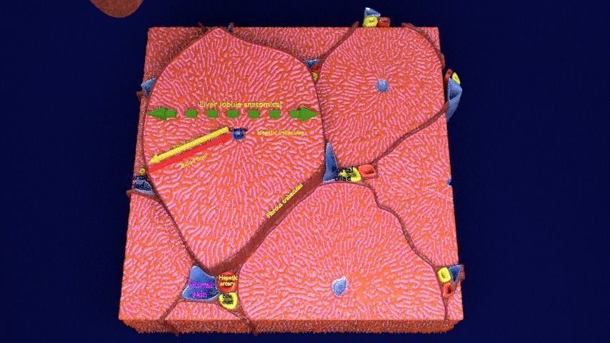 Liver lobule histology 3D model | CGTrader