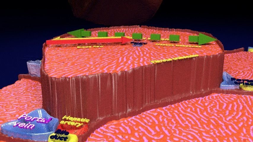Liver lobule histology 3D model | CGTrader