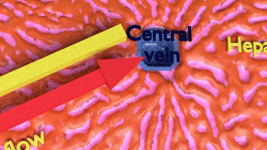 Liver lobule histology 3D model | CGTrader