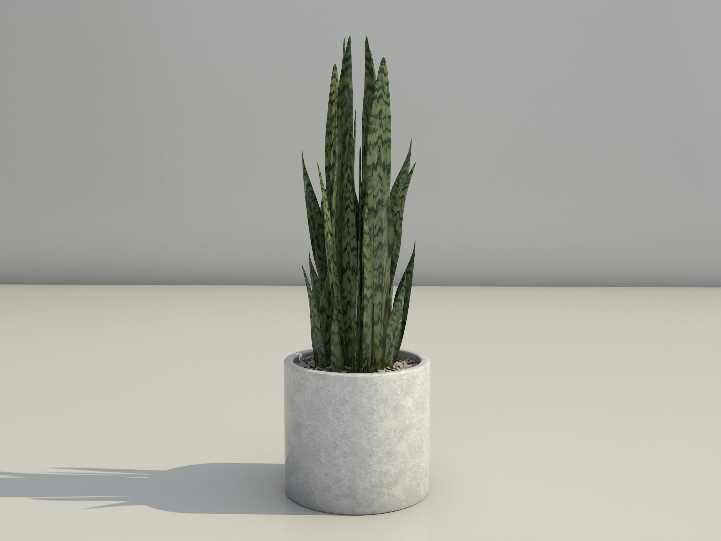 Snake Plant Model - Dracaena Trifasciata 3D model | CGTrader