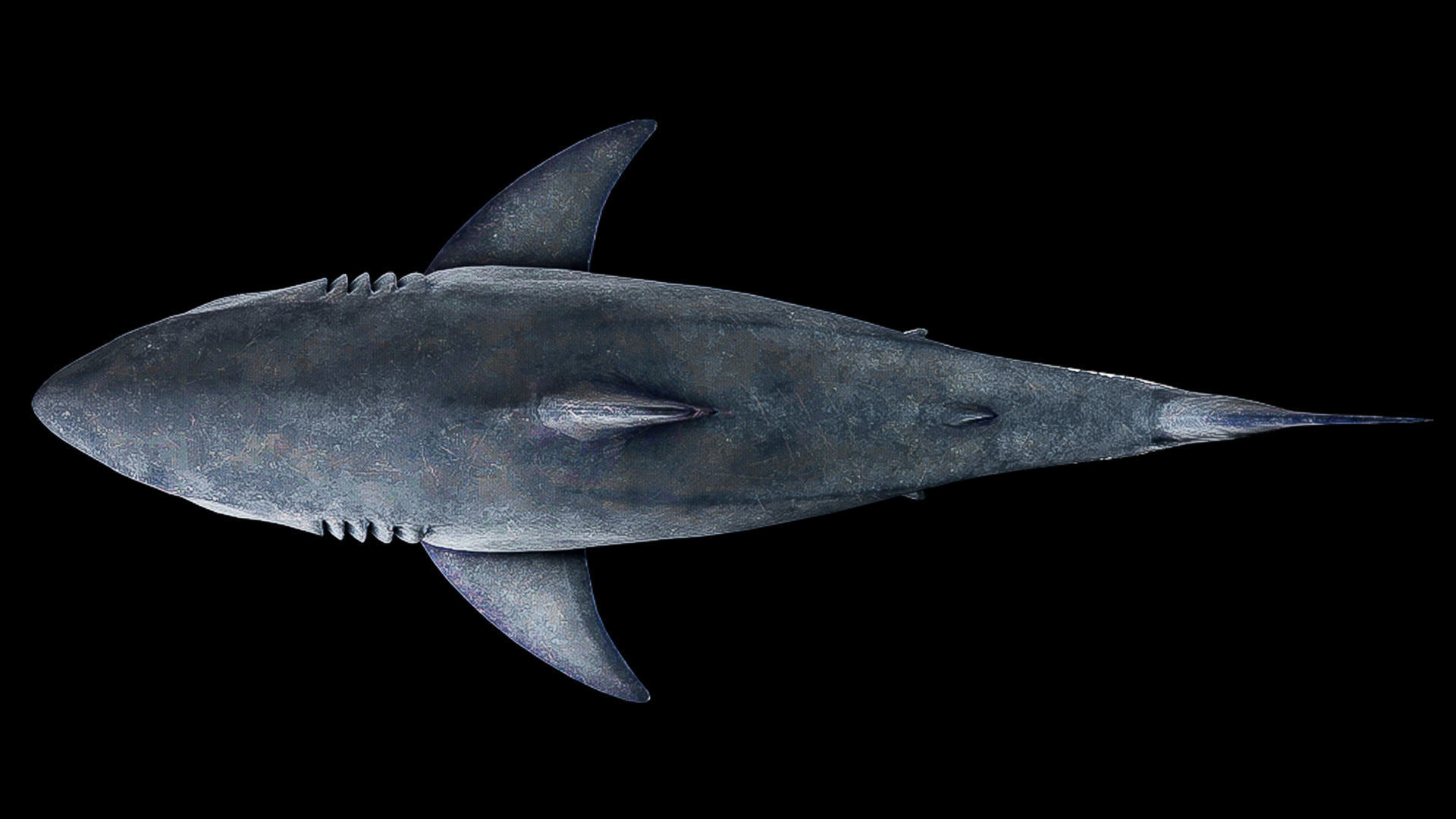 3D model Great White Shark VR / AR / low-poly | CGTrader