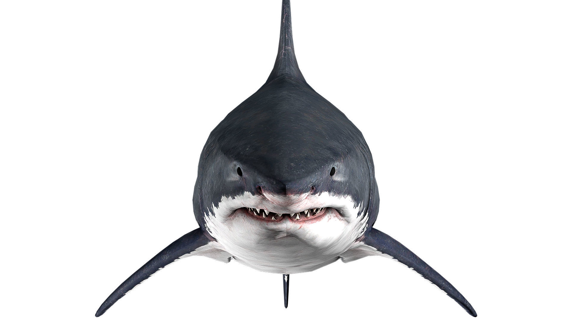 3D model Great White Shark VR / AR / low-poly | CGTrader