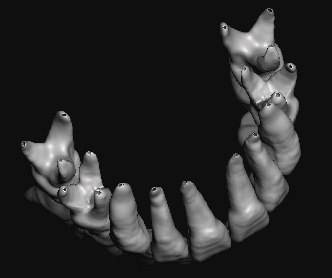 Primary teeth anatomy model 3D model 3D printable | CGTrader