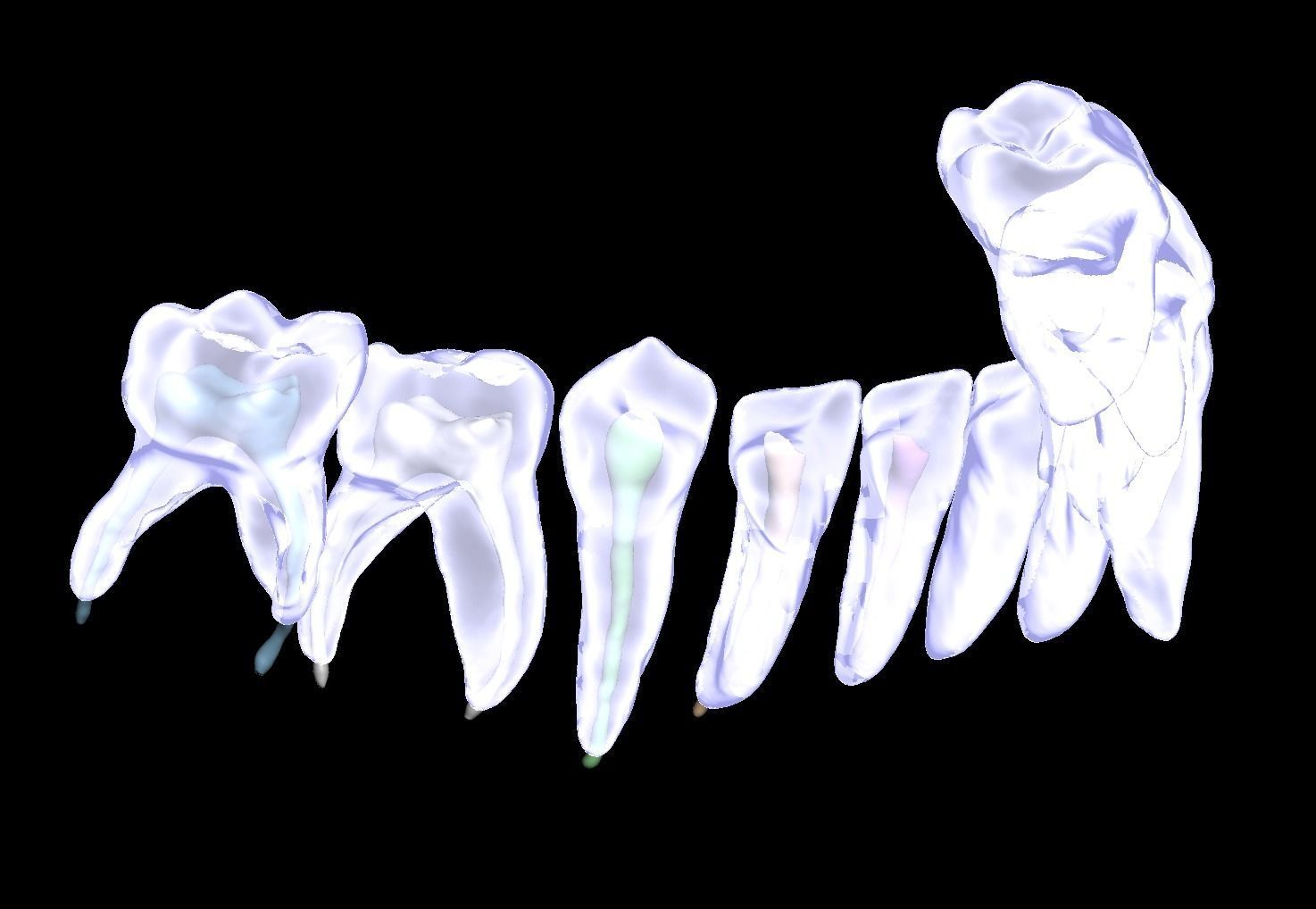 Primary teeth anatomy model 3D model 3D printable | CGTrader