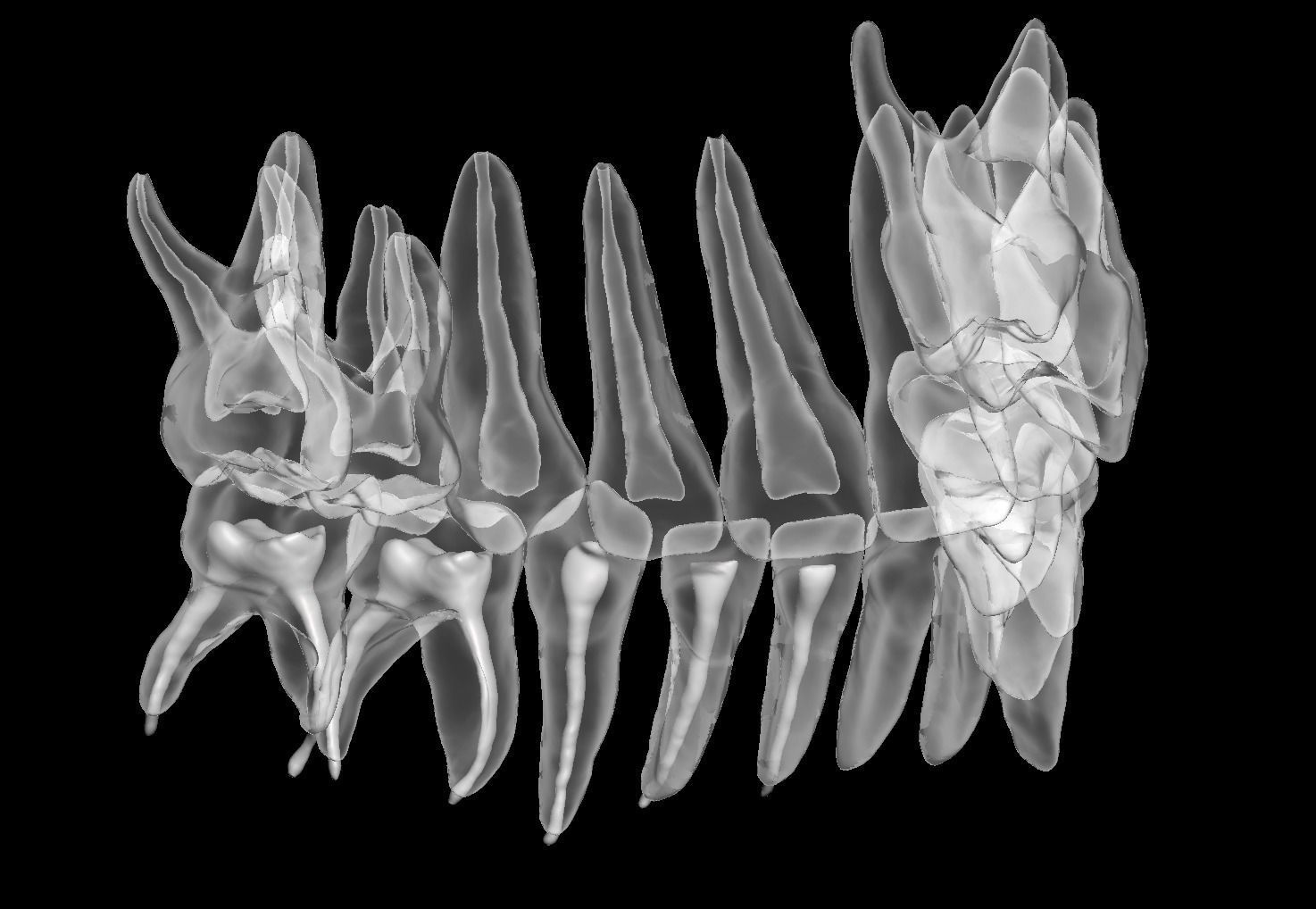 Primary teeth anatomy model 3D model 3D printable | CGTrader