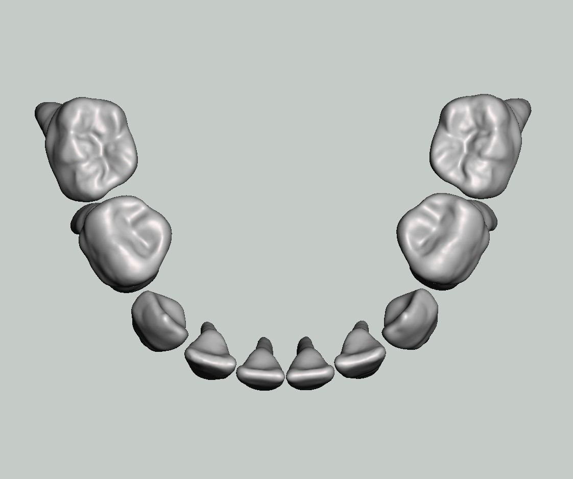 Primary teeth anatomy model 3D model 3D printable | CGTrader