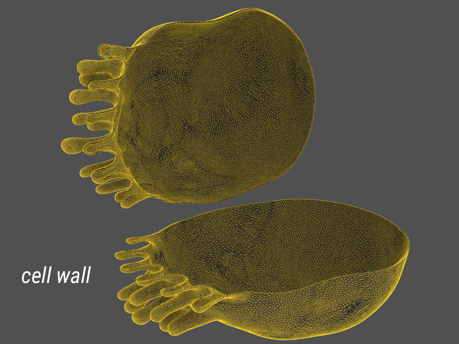 Animal Cell 3D Blender 3D model animated | CGTrader