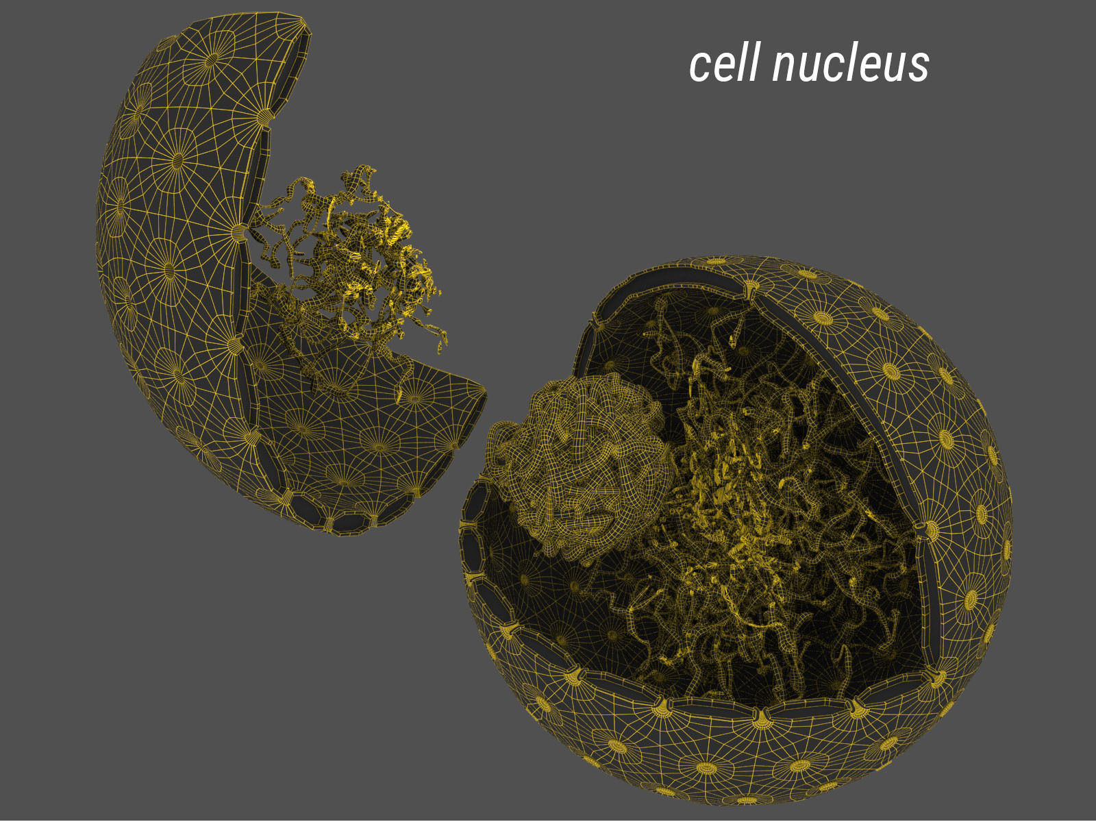 Animal Cell 3D Blender 3D model animated | CGTrader