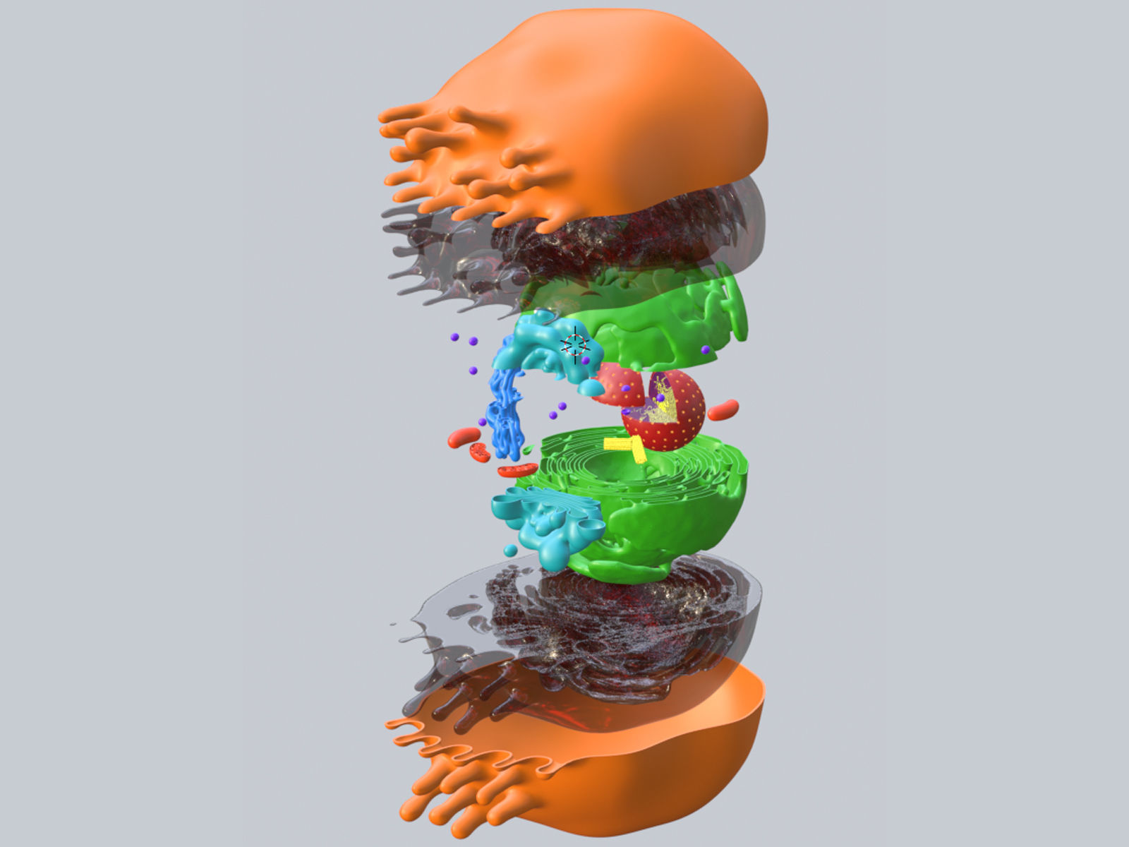Animal Cell 3D Blender 3D model animated | CGTrader