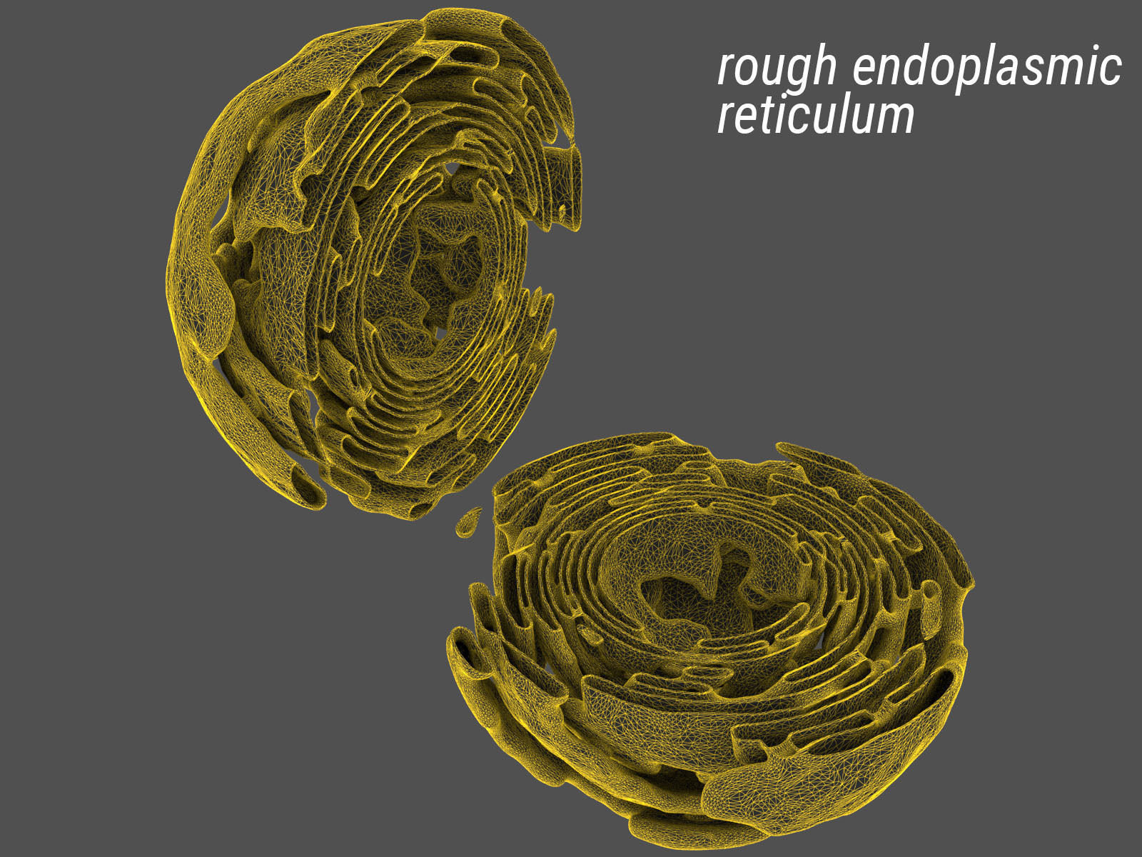 Animal Cell 3D Blender 3D model animated | CGTrader