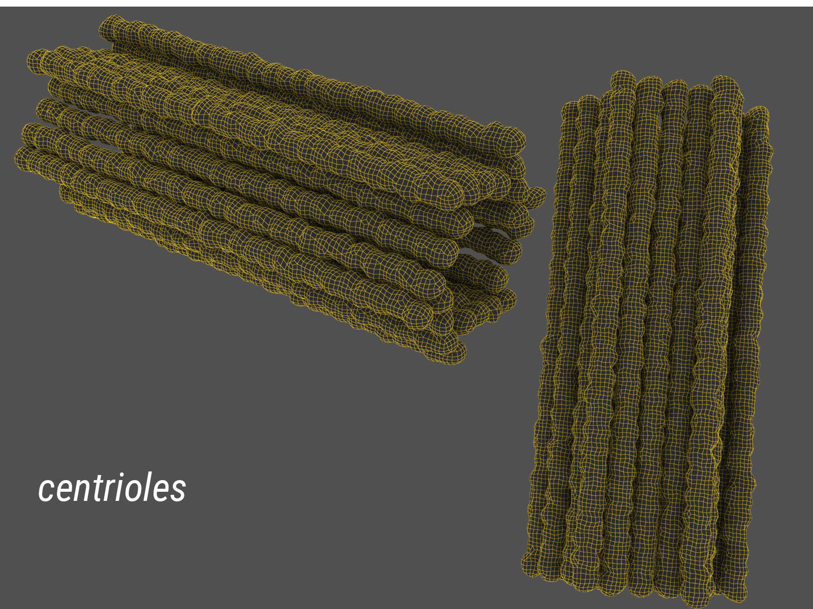 Animal Cell 3D Blender 3D model animated | CGTrader