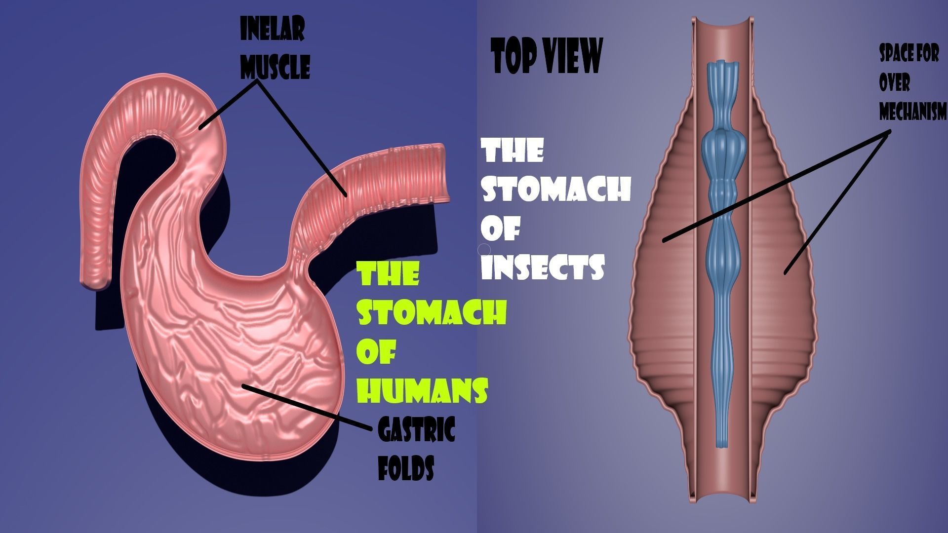 The stomach of humans and insects for biological lessons 3D model ...