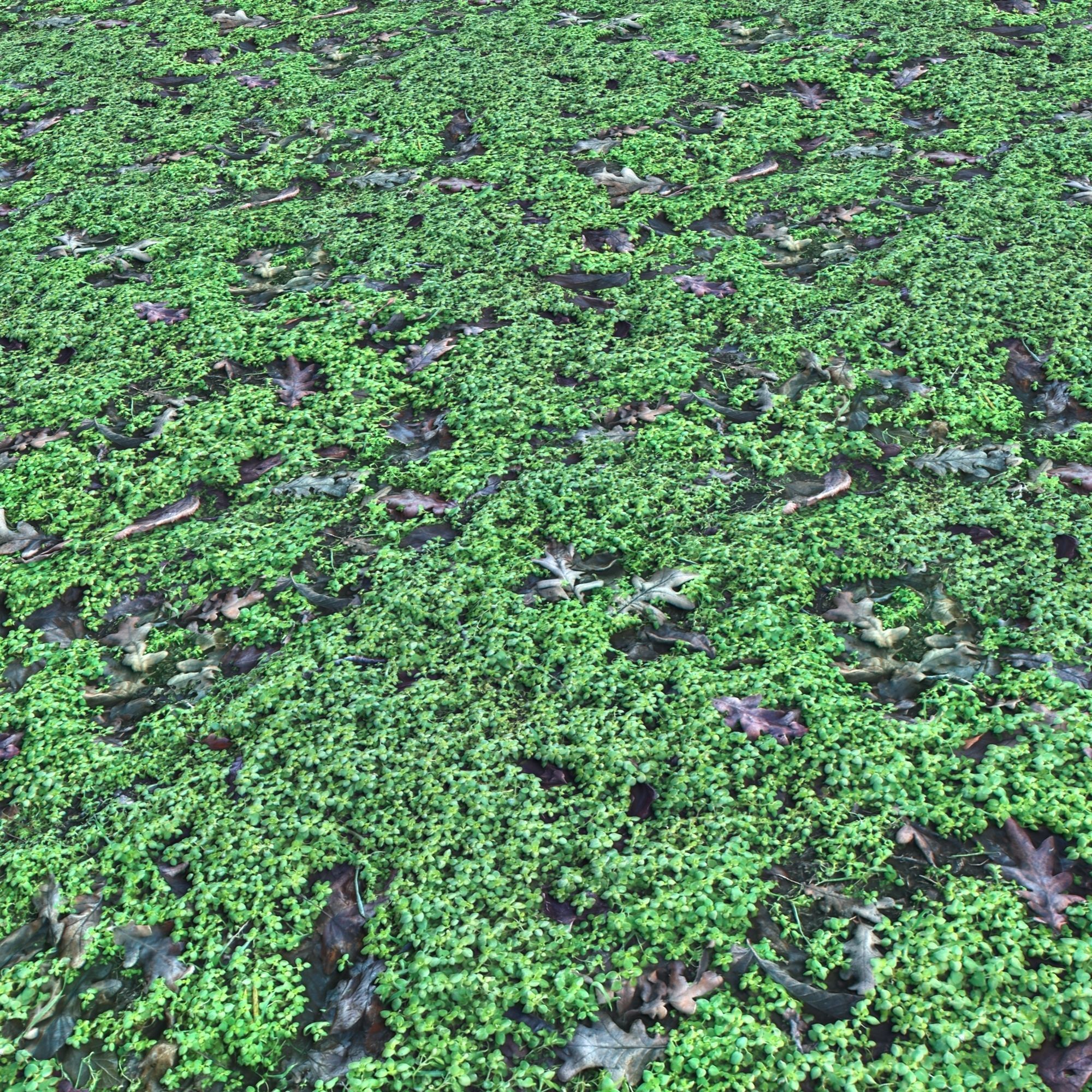 Ground Collection PBR Texture Texture | CGTrader