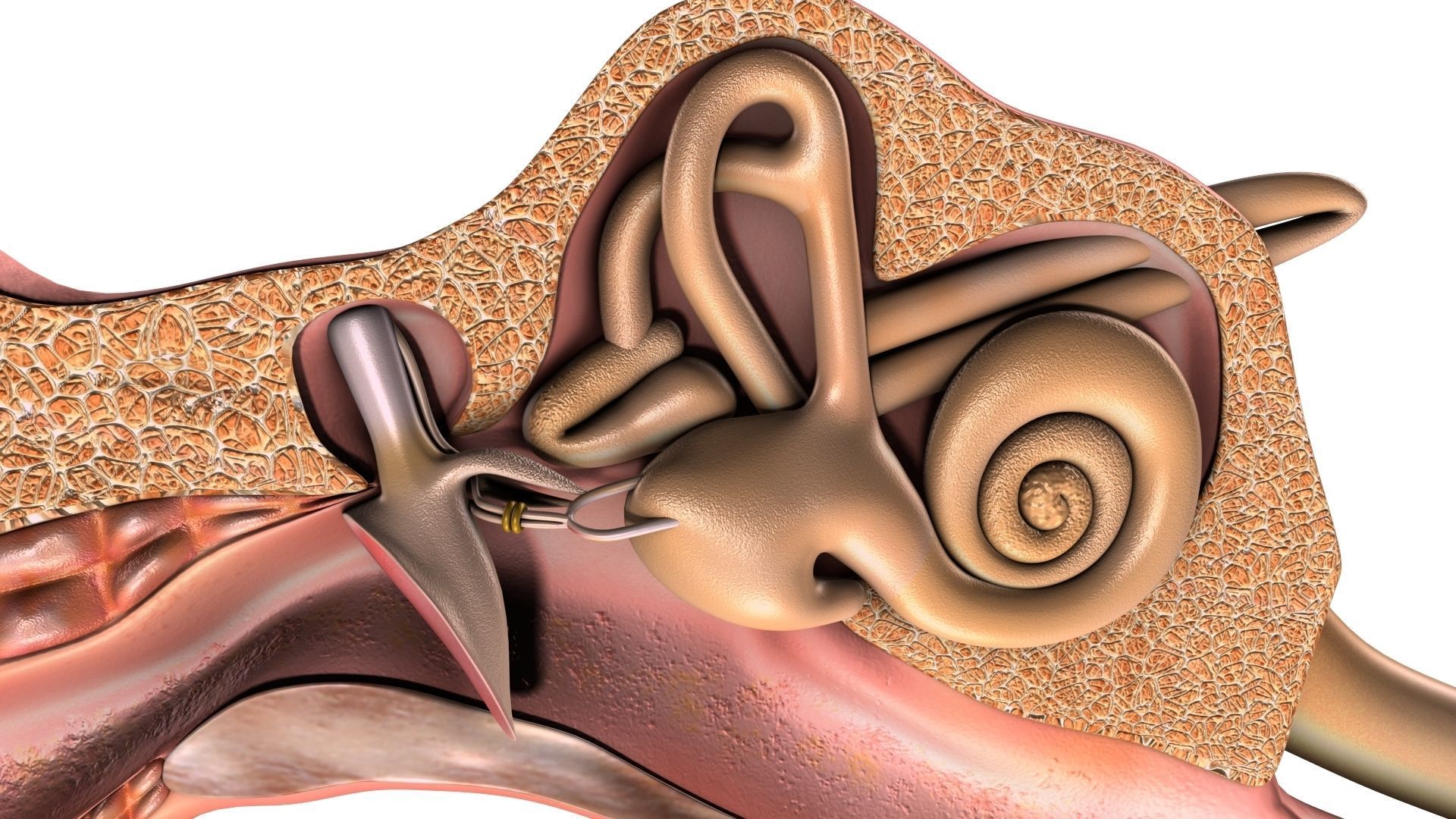 3d render of male human ear anatomy system 3D model | CGTrader