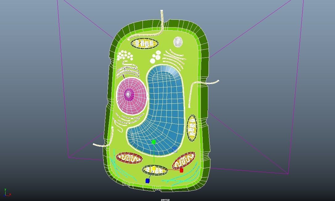 A Plant Cell 3D model | CGTrader
