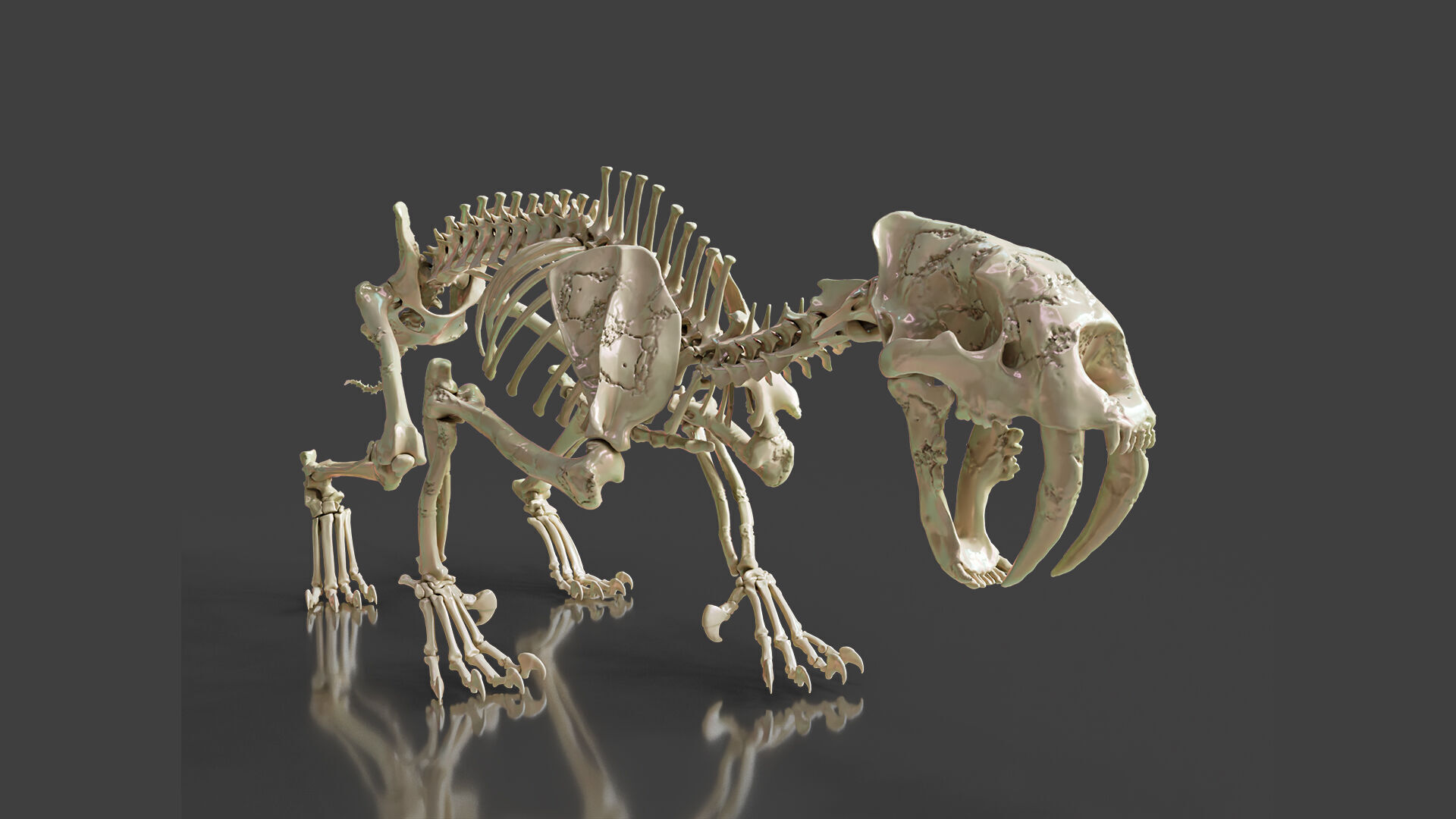 Sabretooth Cat Smilodon Skeleton 3D model | CGTrader