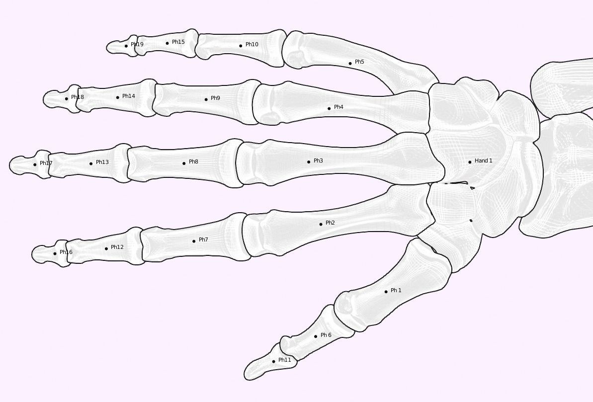 Human Hand Realistic Articulated 3D model 3D printable | CGTrader