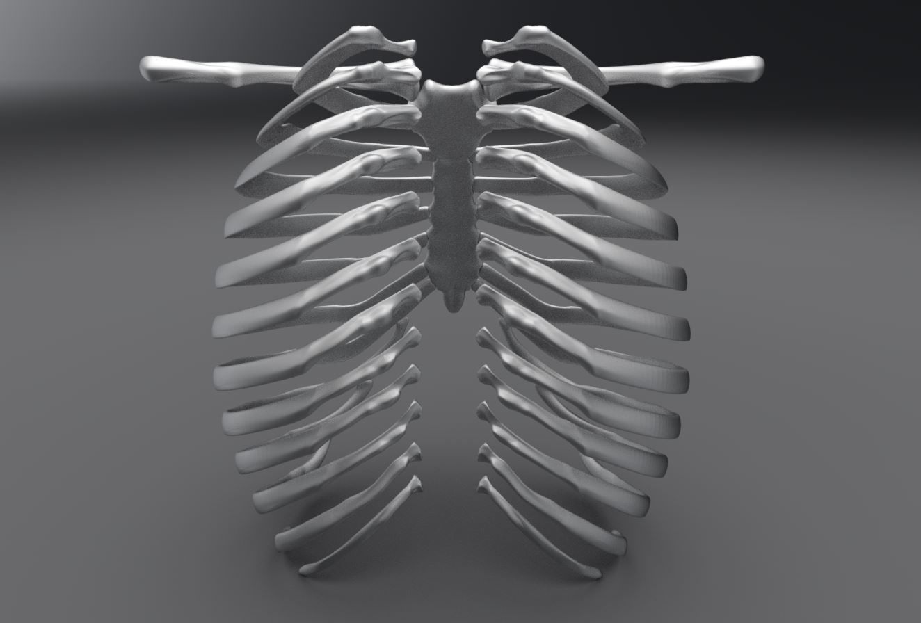 Human Rib Realistic Articulated 3D model 3D printable | CGTrader