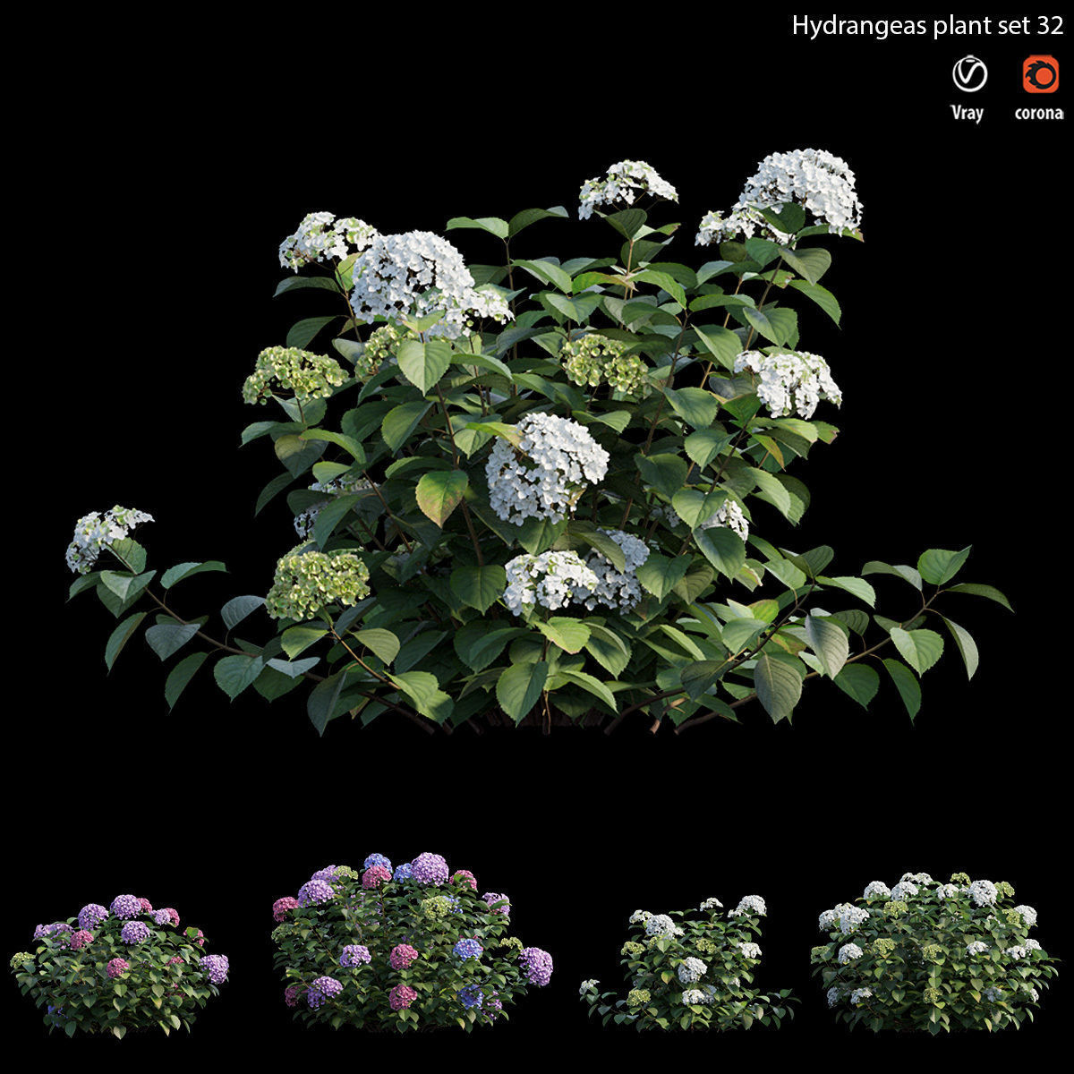 Hydrangea Plant set 32 3D model | CGTrader