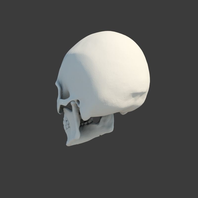 3 Skulls Neanderthal Human and Australopithecus 3D Model Collection ...