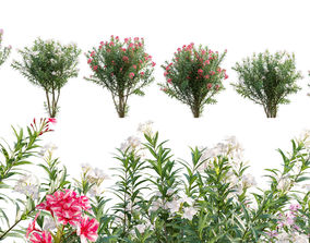 Oleander 3D Models | CGTrader
