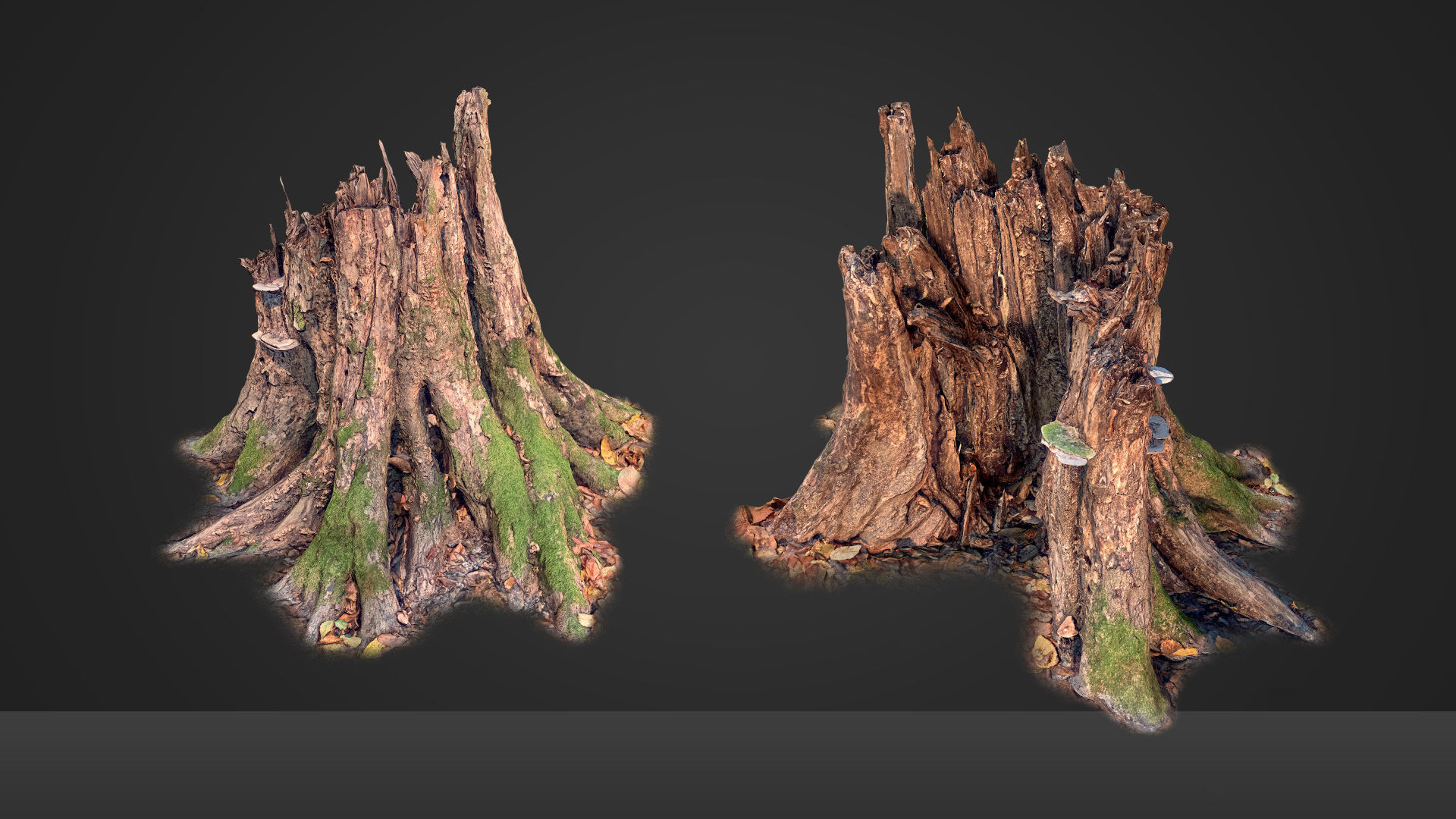 Photorealistic tree root from scan for renders 3D model | CGTrader