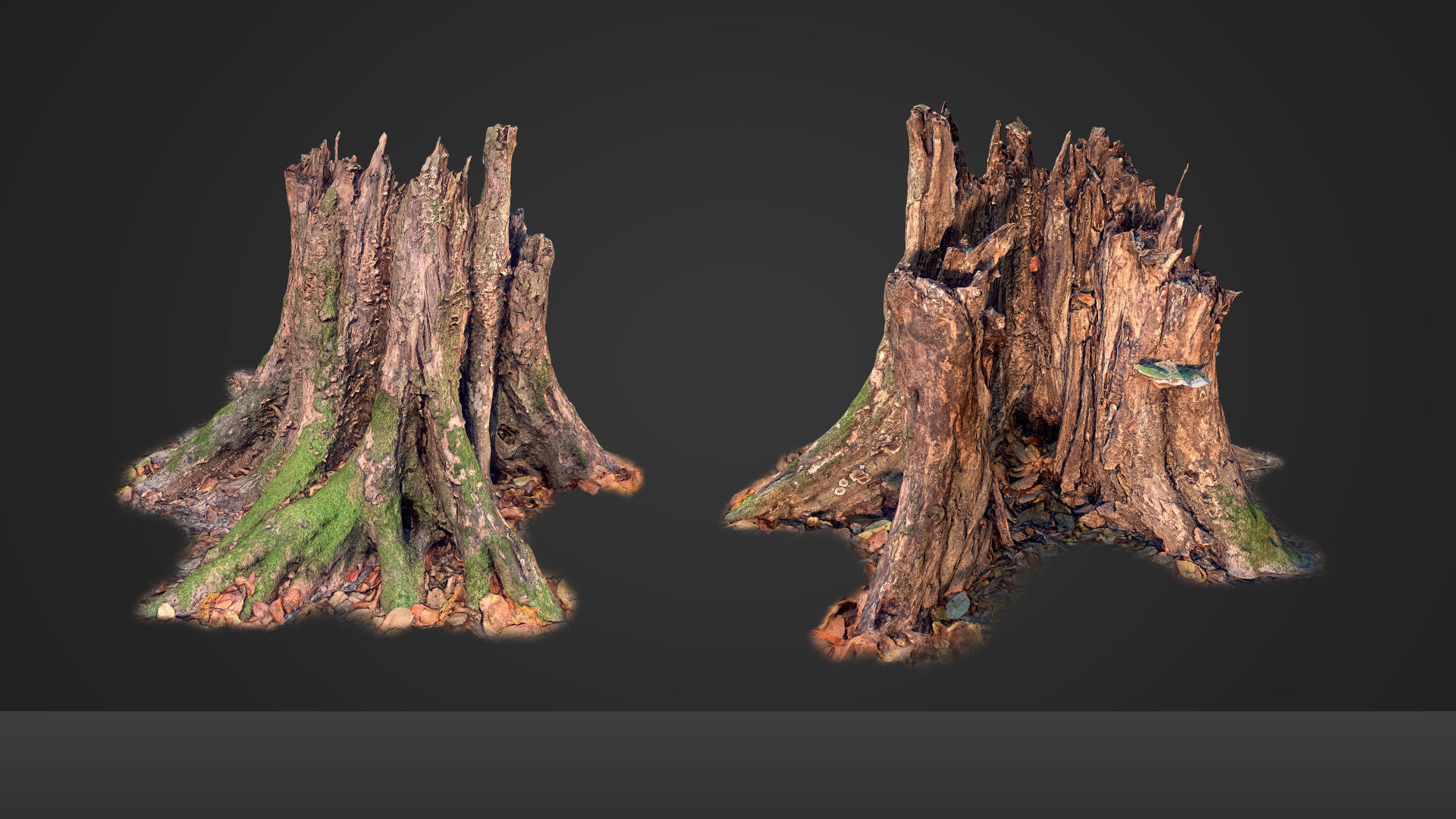 Photorealistic tree root from scan for renders 3D model | CGTrader