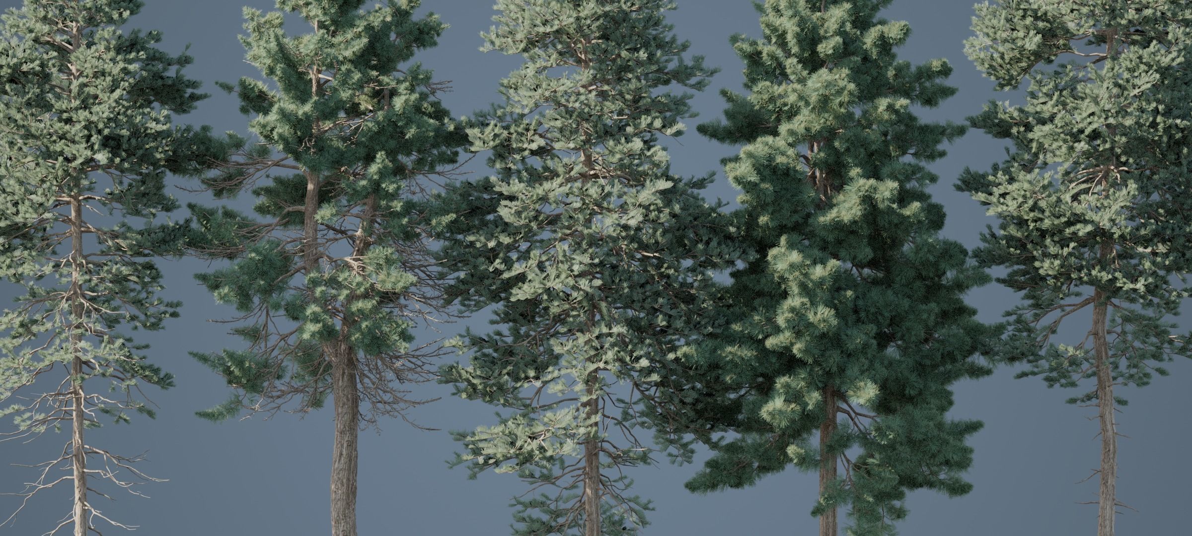 3D model Tall Conifer Trees VR / AR / low-poly | CGTrader
