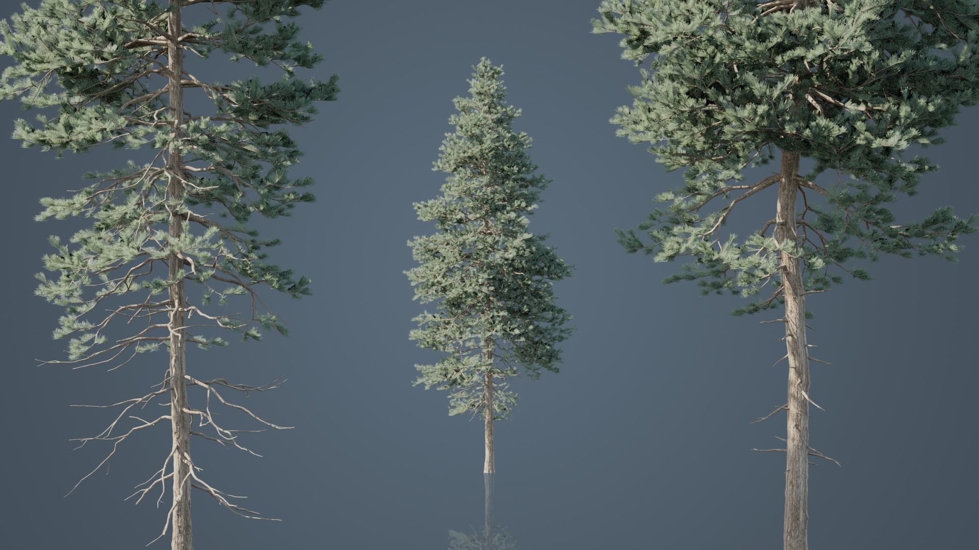 3D model Tall Conifer Trees VR / AR / low-poly | CGTrader