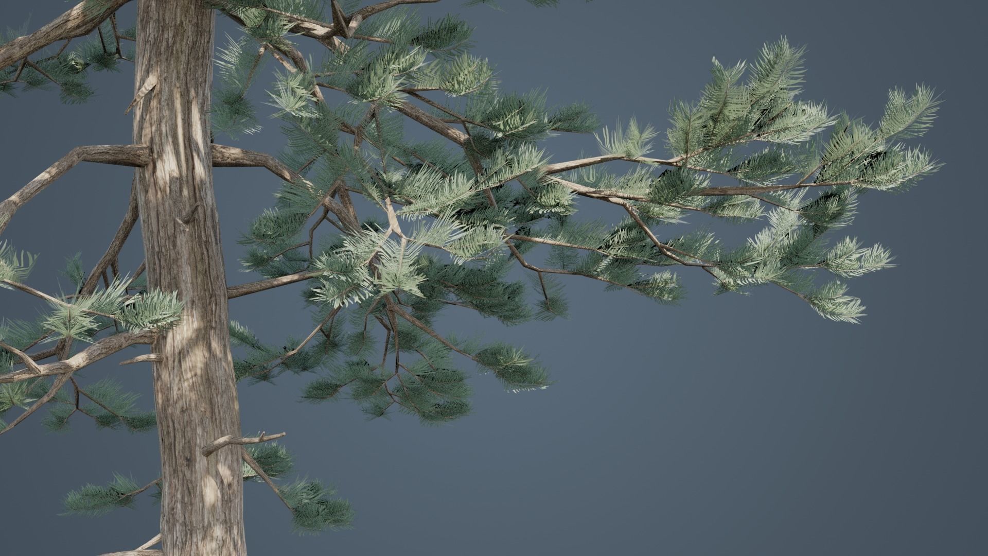 3D model Tall Conifer Trees VR / AR / low-poly | CGTrader