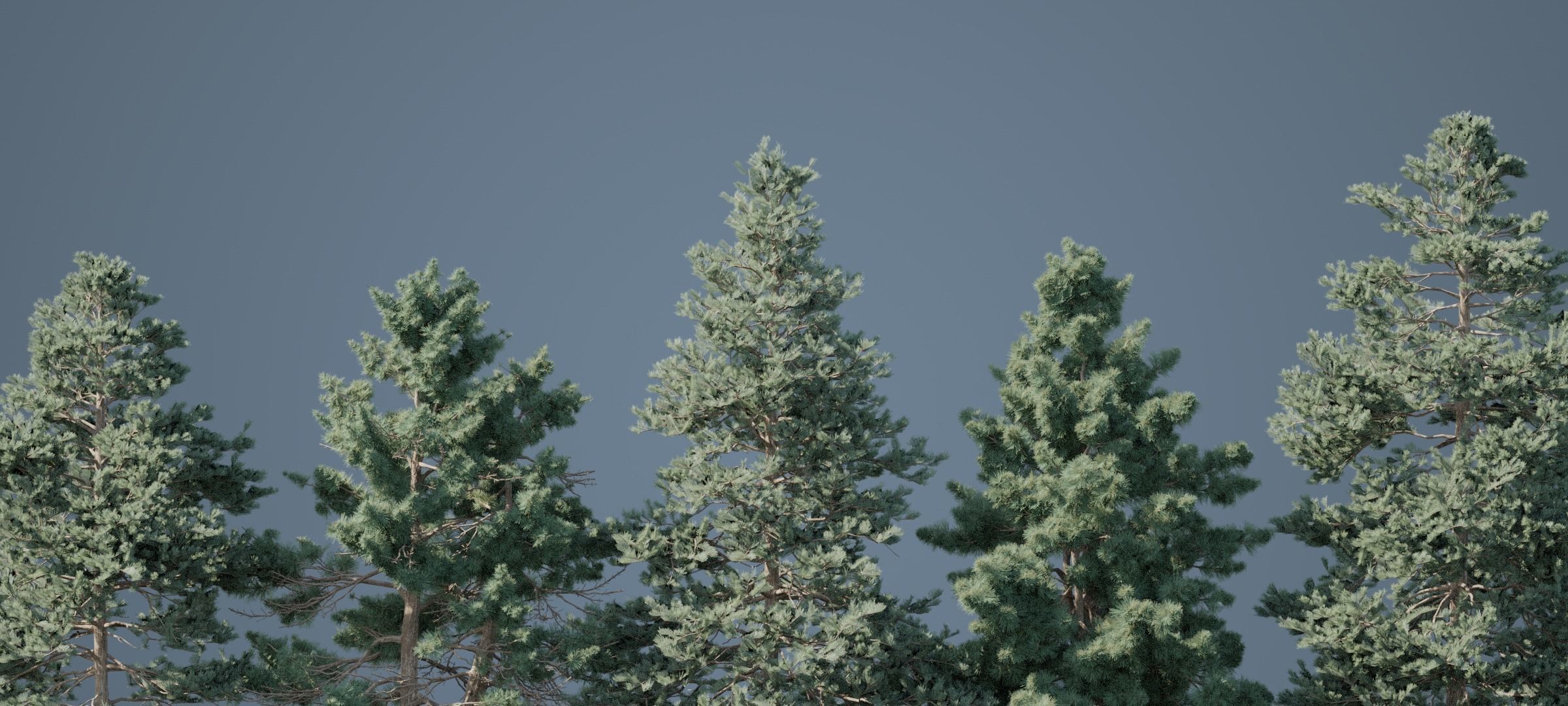 3D model Tall Conifer Trees VR / AR / low-poly | CGTrader