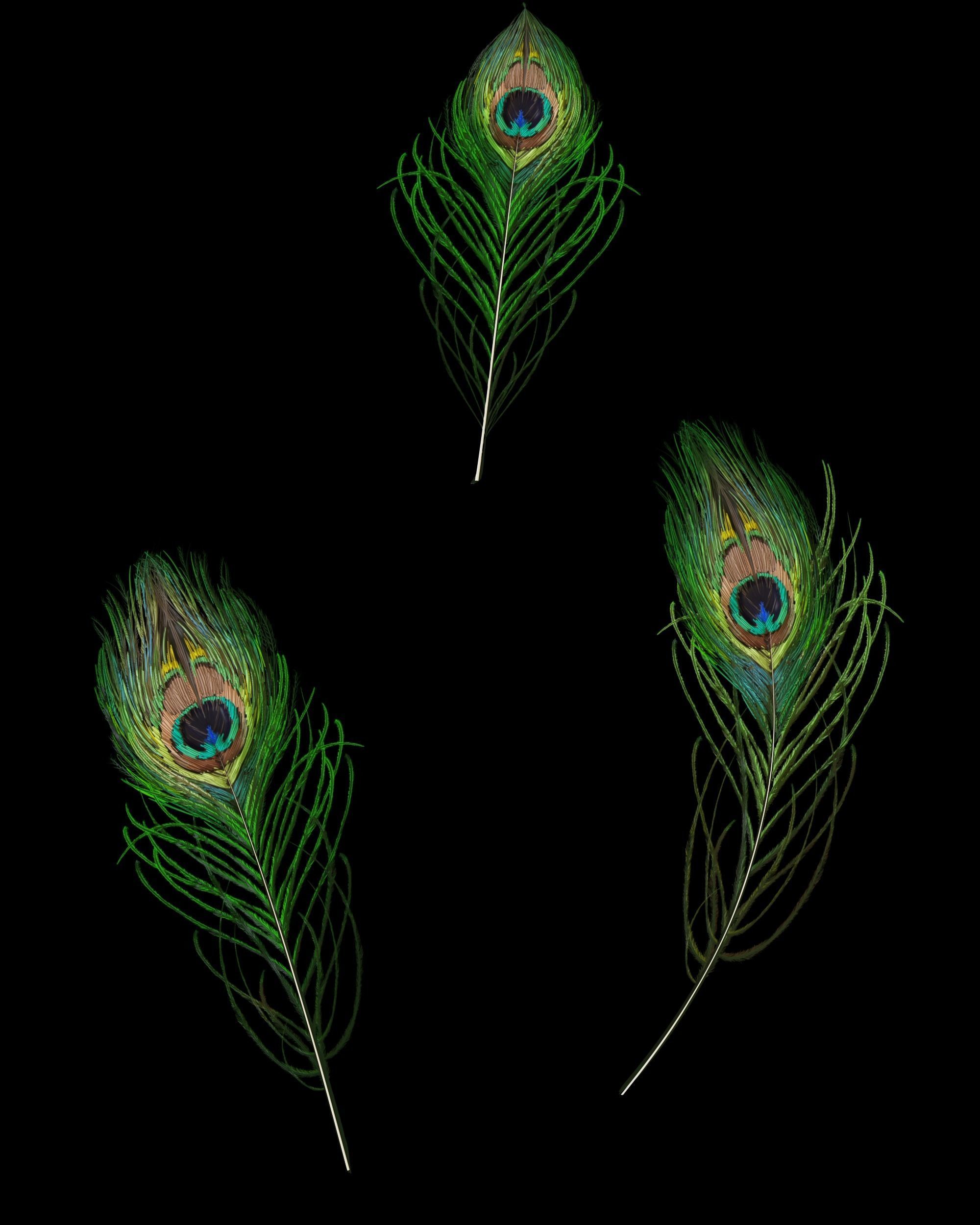 3D model Low-Poly Peacock feathers VR / AR / low-poly | CGTrader