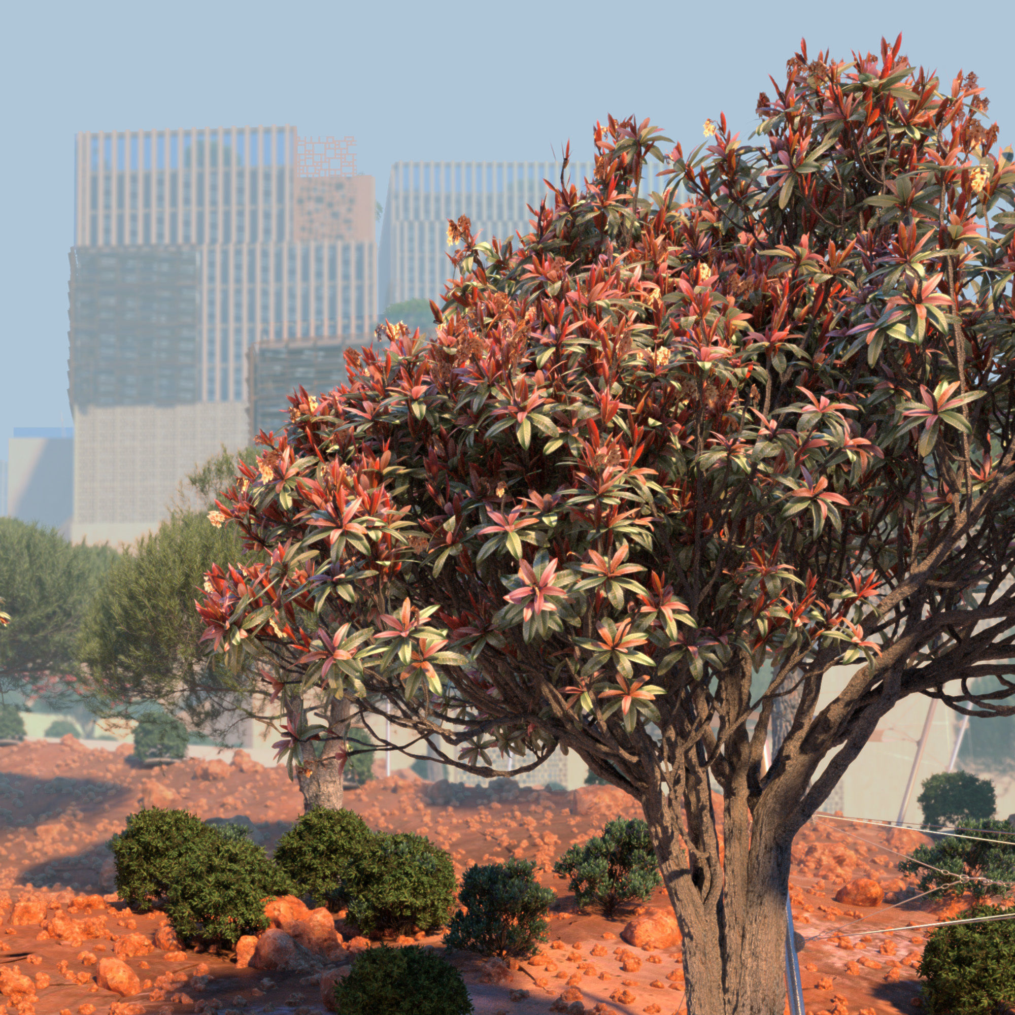 Bronze loquat eriobotrya deflexa mature 3D model | CGTrader