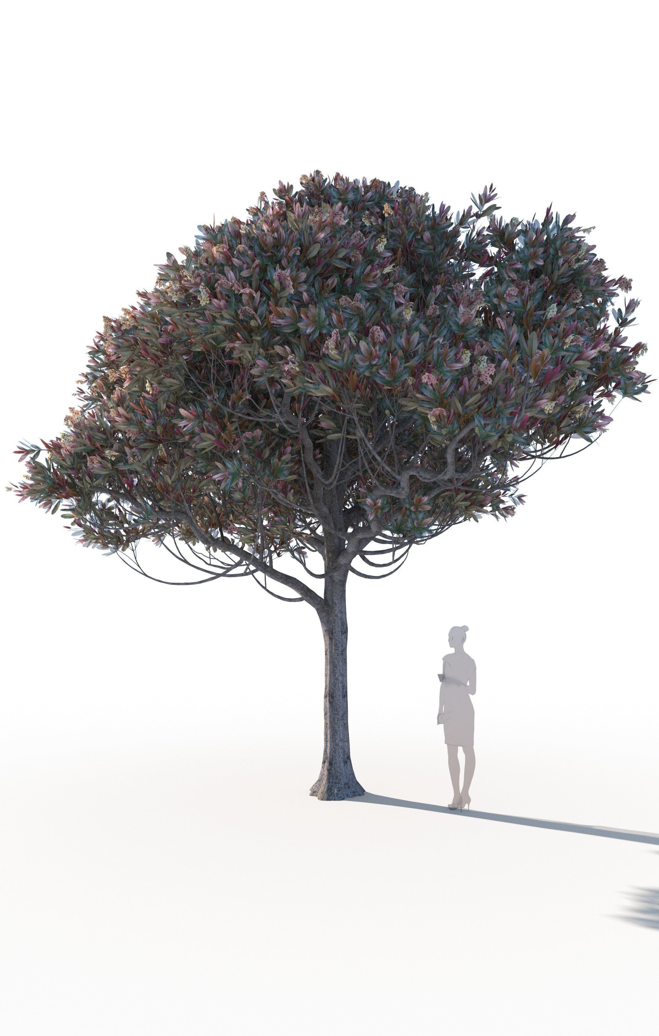 Bronze loquat eriobotrya deflexa mature 3D model | CGTrader