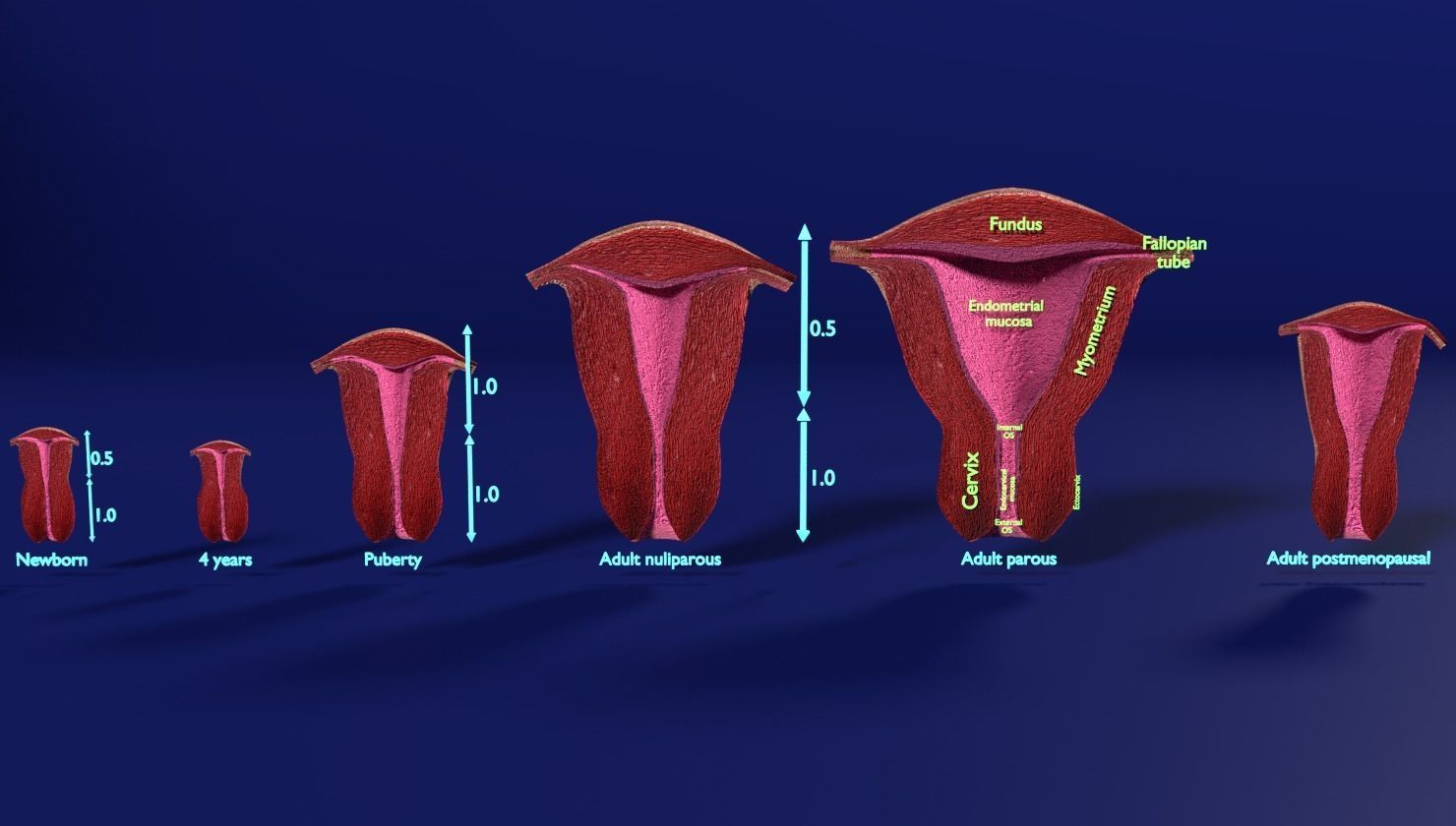 uterus stages cut section animated labelled 3D model | CGTrader