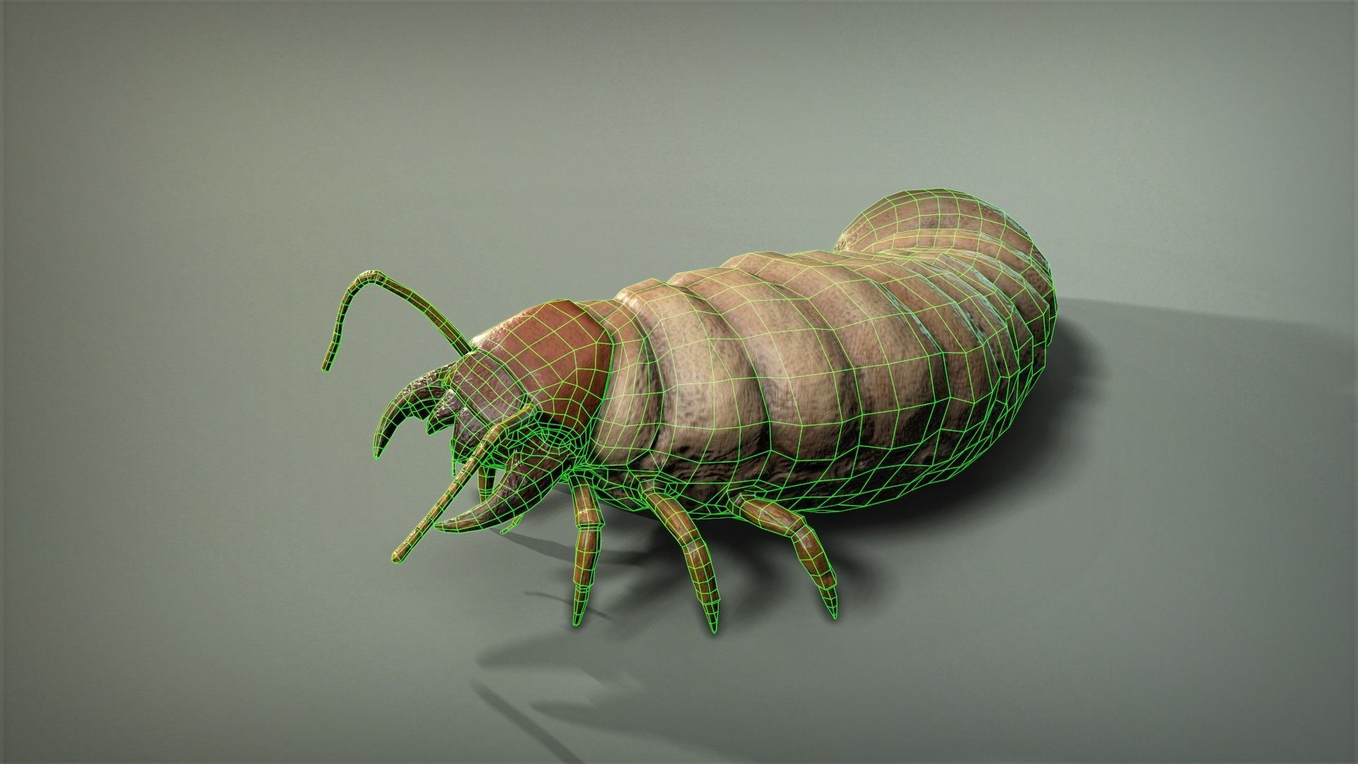 3D model Insect Larva VR / AR / low-poly | CGTrader