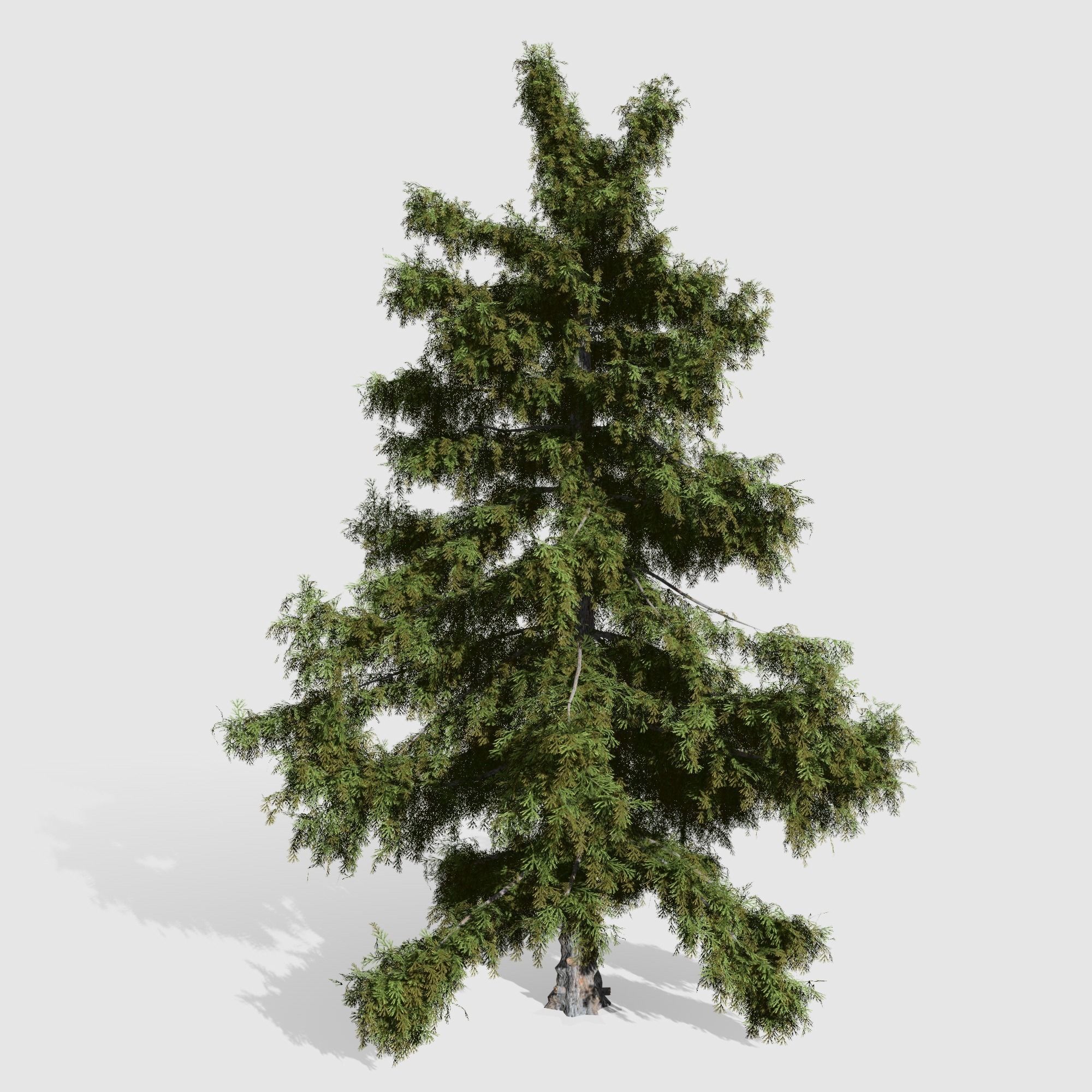3D model Alaska Cedar tree collection 9 trees in the scene VR / AR ...