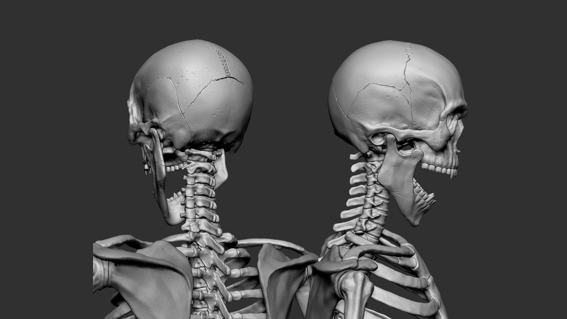 Zbrush skeleton - skull and Aantomy 3D model | CGTrader