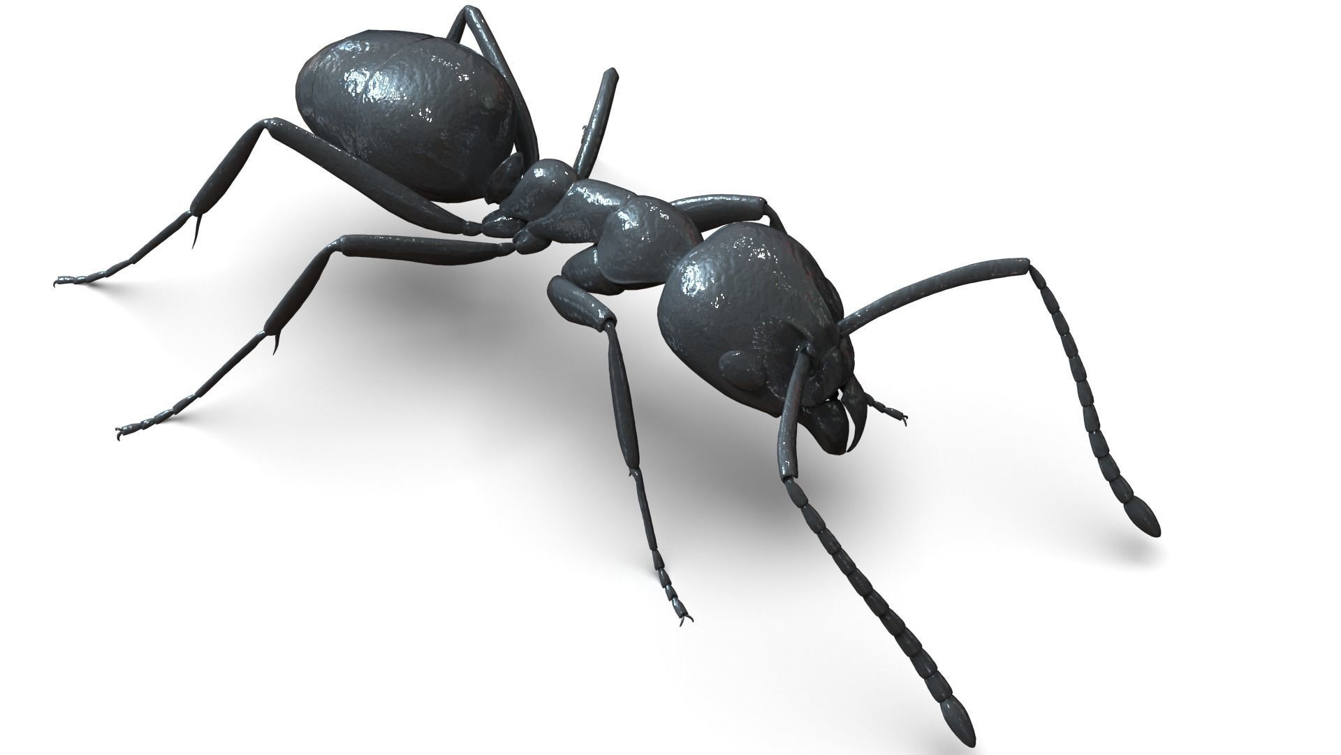 Ant model for 3D print 3D model 3D printable | CGTrader