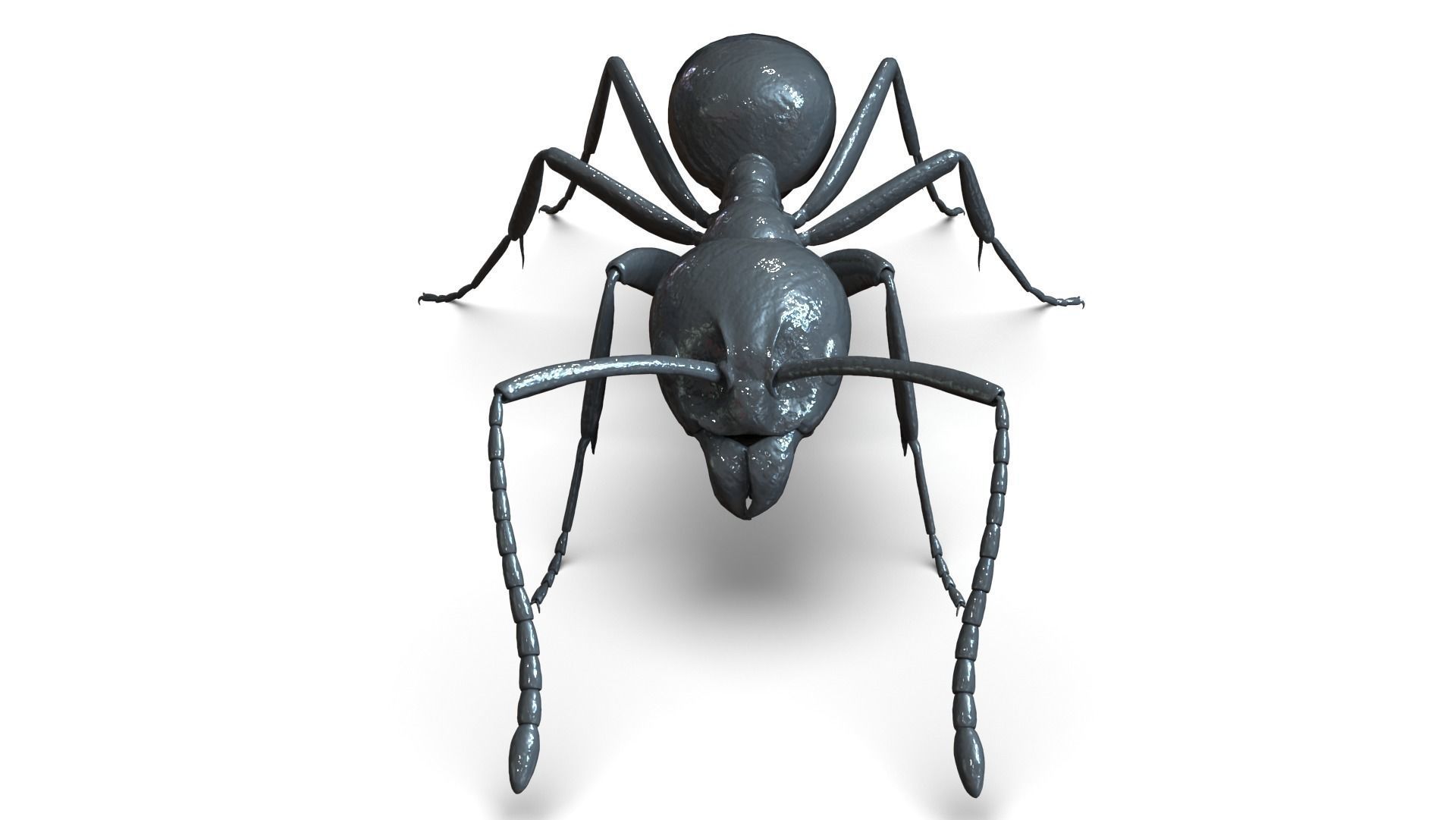 Ant model for 3D print 3D model 3D printable | CGTrader