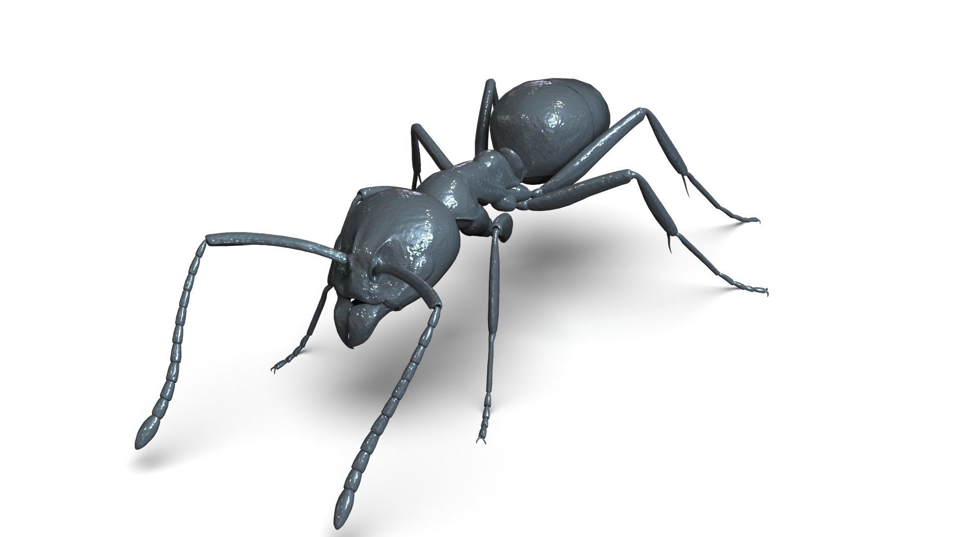 Ant model for 3D print 3D model 3D printable | CGTrader