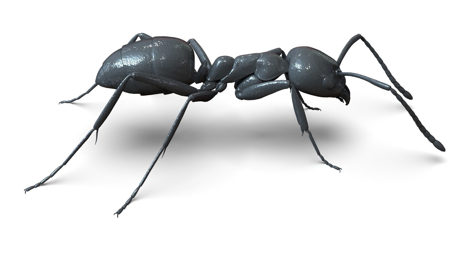 Ant model for 3D print 3D model 3D printable | CGTrader