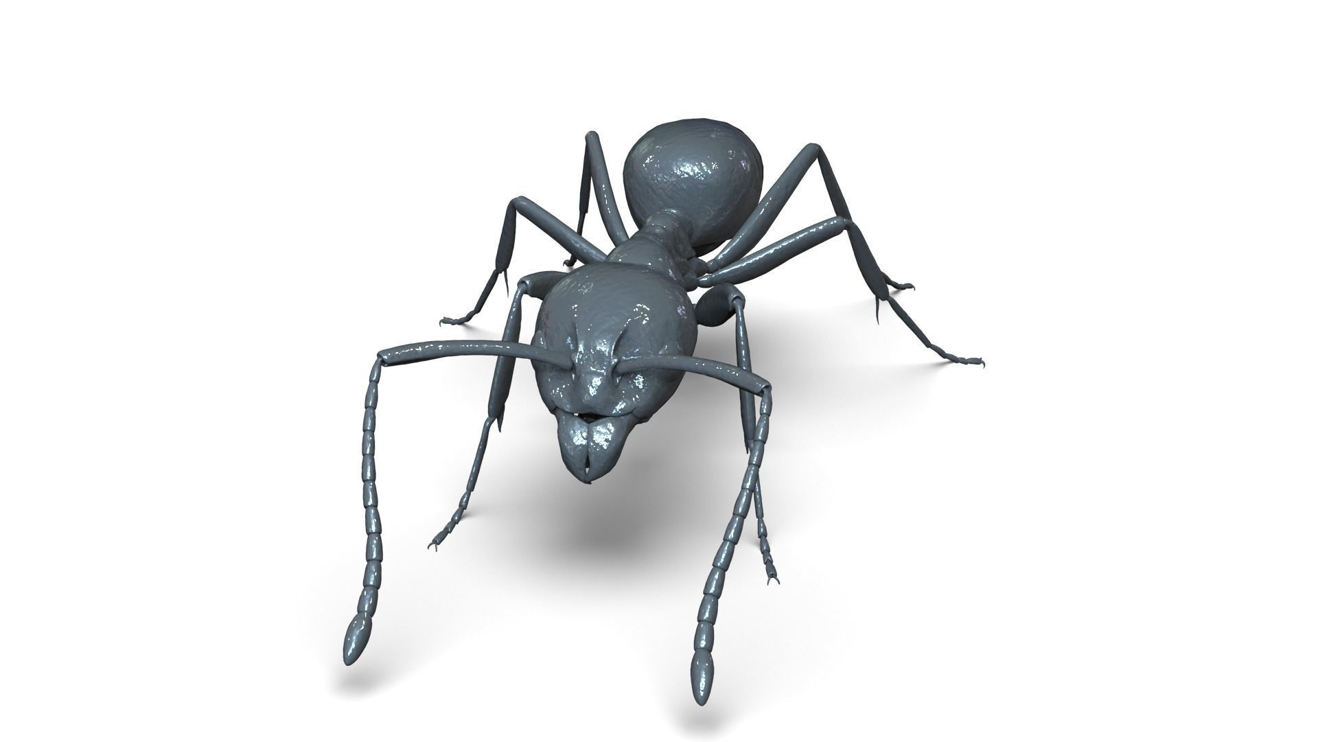 Ant model for 3D print 3D model 3D printable | CGTrader