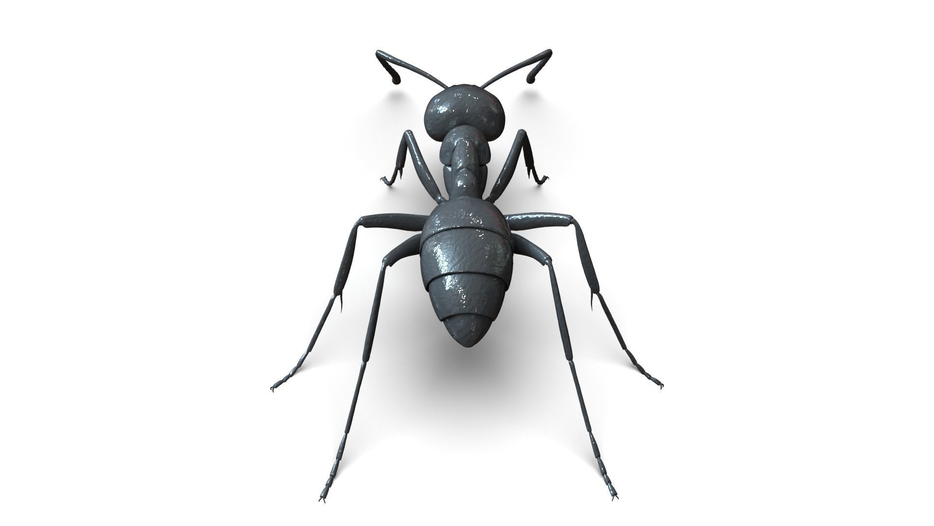 Ant model for 3D print 3D model 3D printable | CGTrader