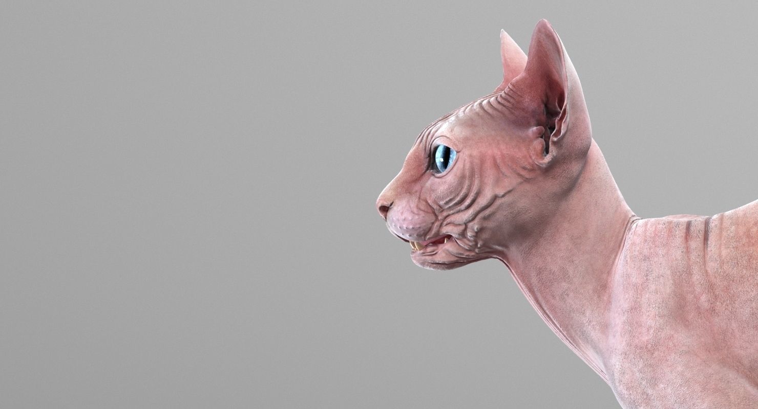 Sphynx Cats Collection Animated | CGTrader