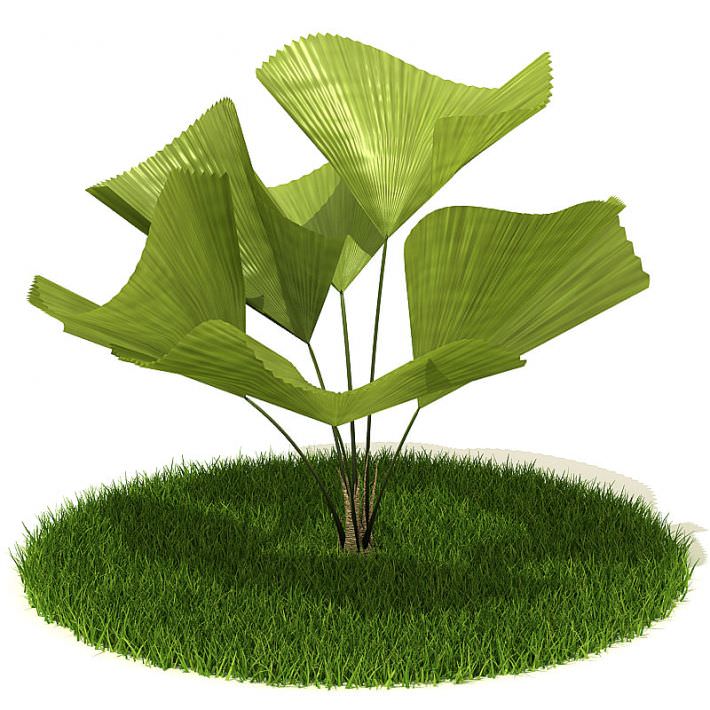 Green Fan Plant 3D model | CGTrader