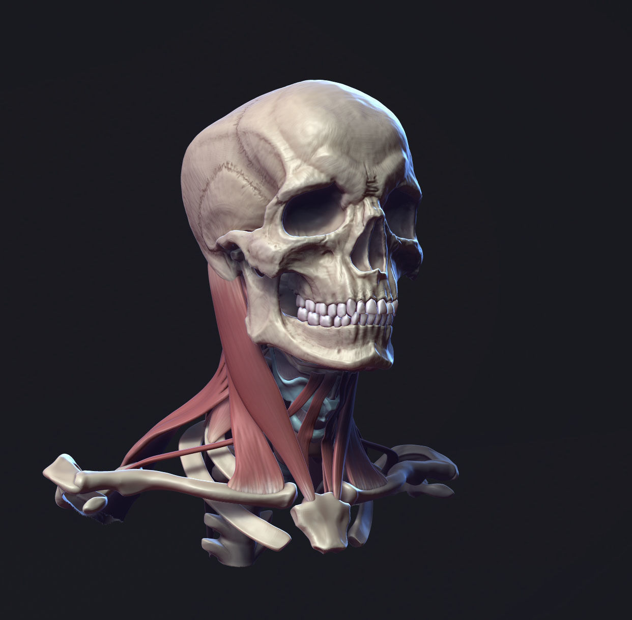 Ecorche Facial anatomy 3D model | CGTrader