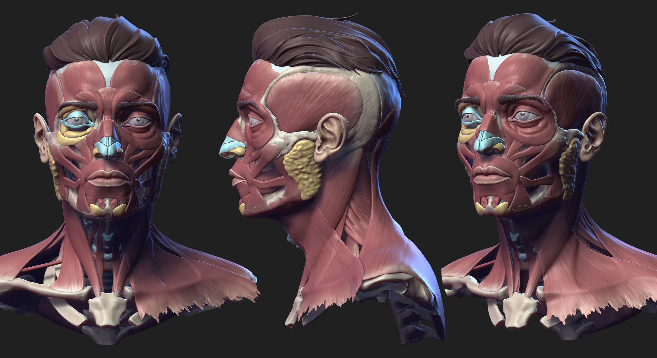 Ecorche Facial anatomy 3D model | CGTrader