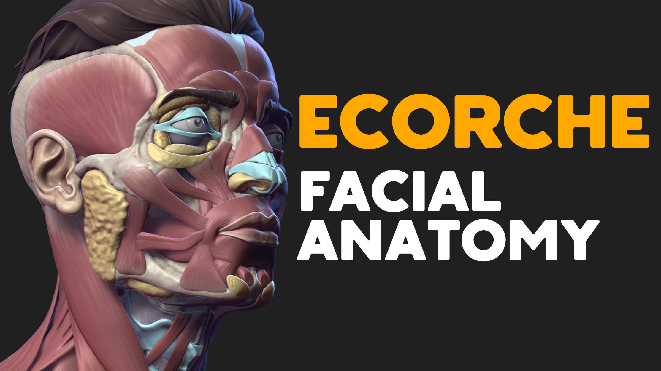 Ecorche Facial anatomy 3D model | CGTrader