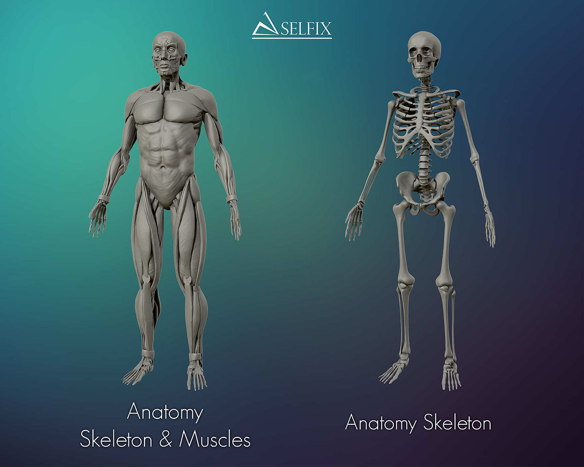 3D model Anatomy Skeleton and Muscles 3D Model VR / AR / low-poly ...